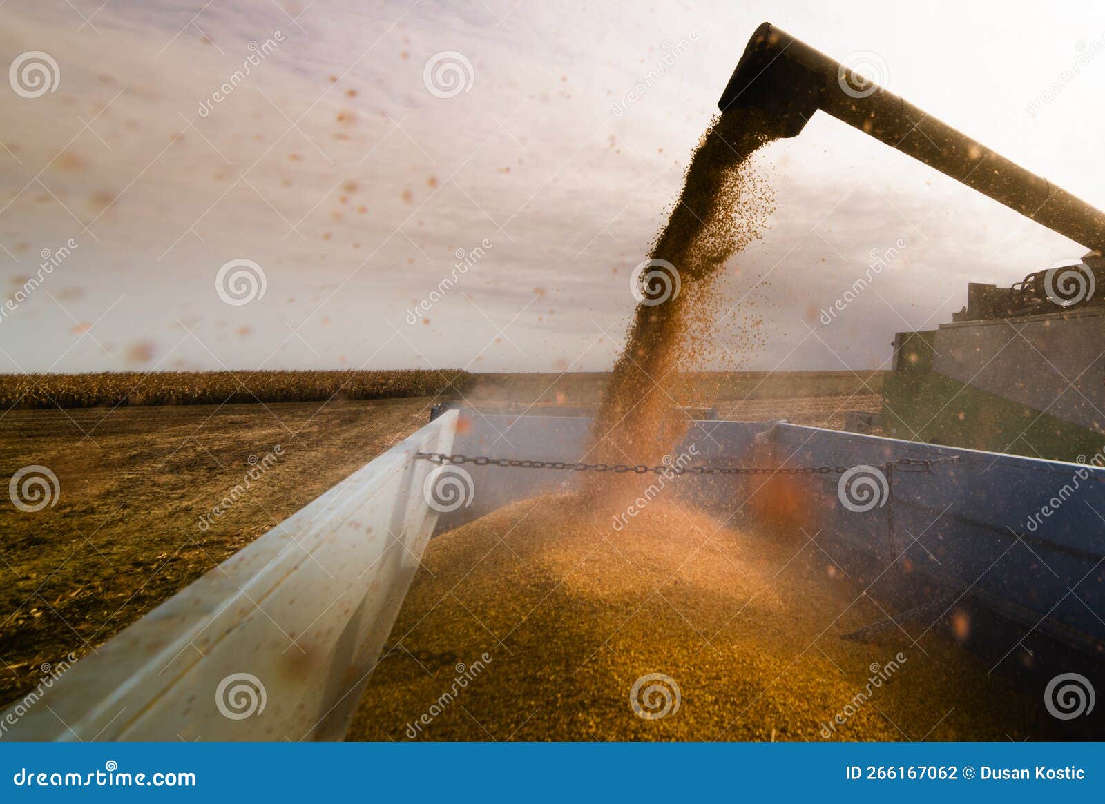 Pouring Corn Grain into Tractor Trailer Stock Photo - Image of ...