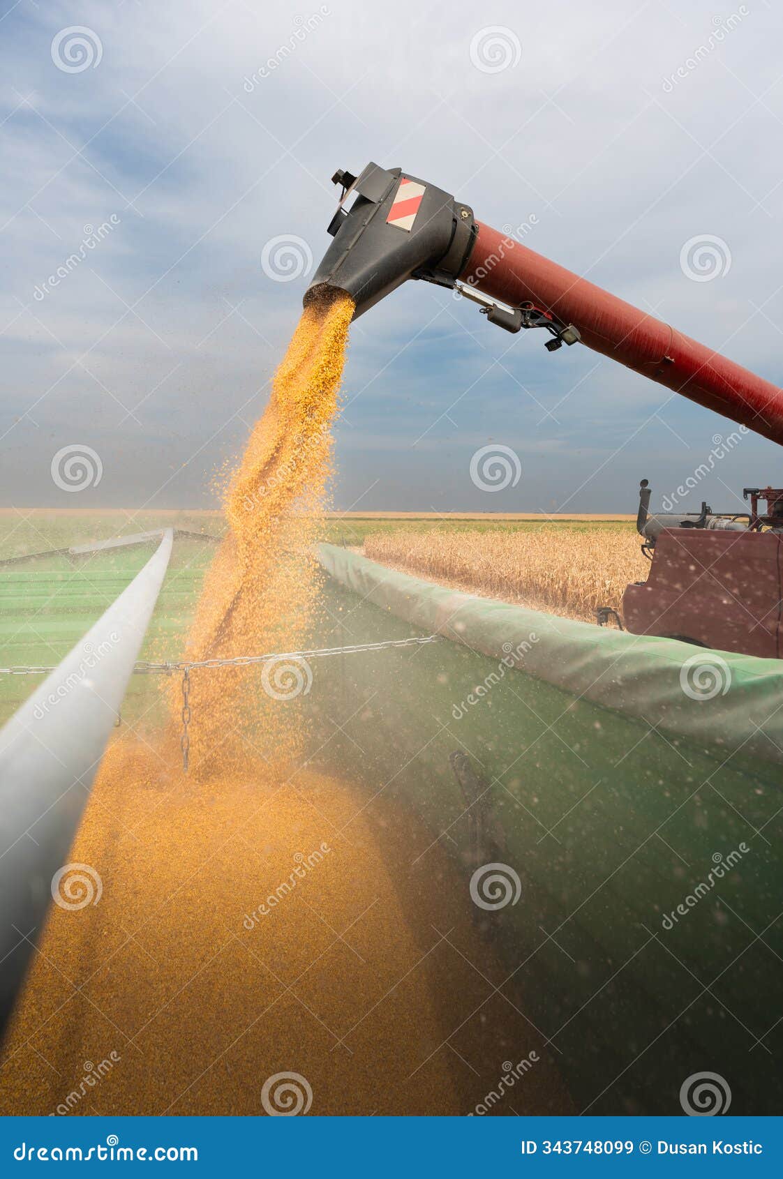 Pouring Corn Grain into Tractor Trailer Stock Image - Image of grain ...