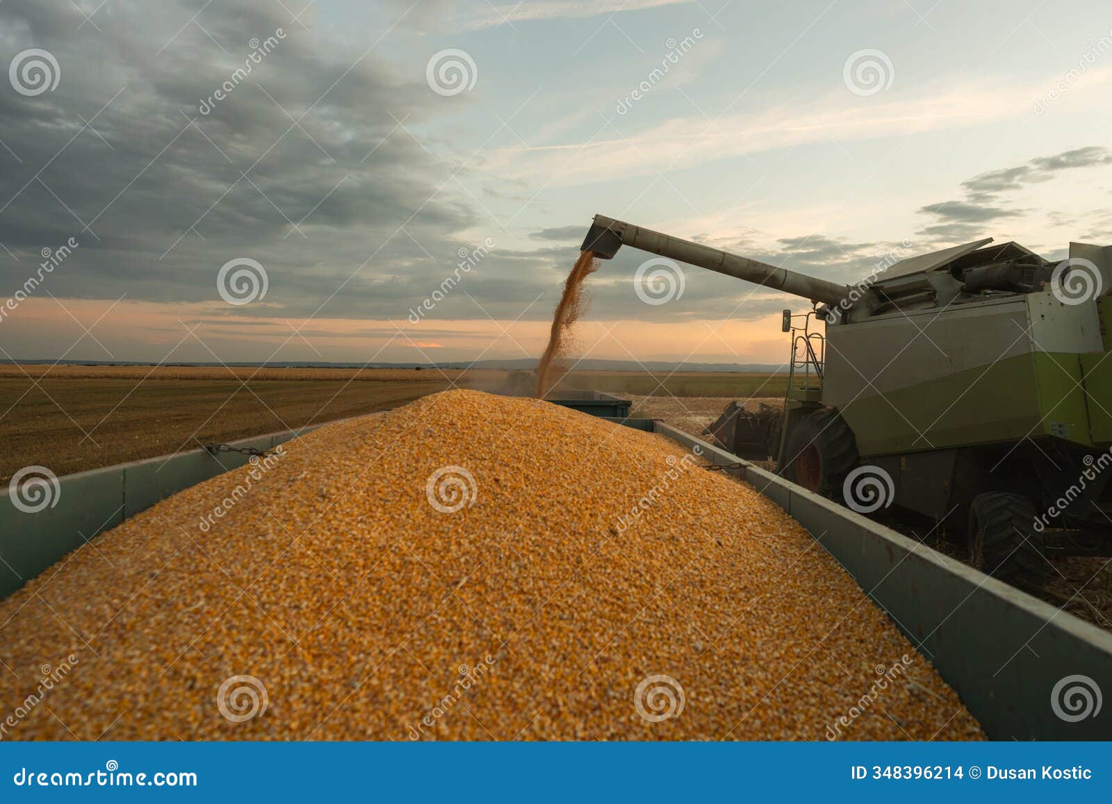 Pouring Corn Grain into Tractor Trailer Stock Photo - Image of dust ...