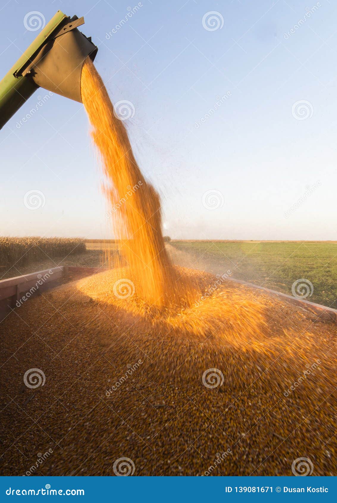Pouring Corn Grain into Tractor Trailer Stock Image - Image of machine ...