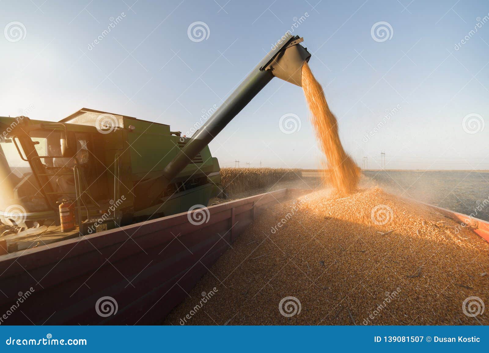 Pouring Corn Grain into Tractor Trailer Stock Image - Image of growth ...