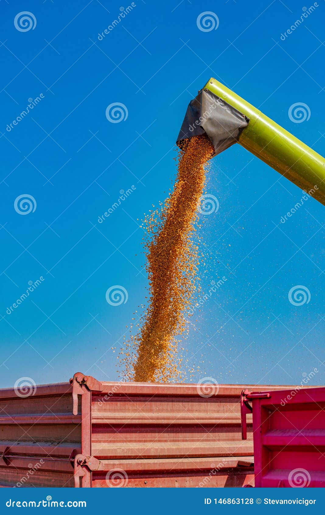 Pouring Corn Kernels into Cart after Harvest Stock Photo - Image of ...