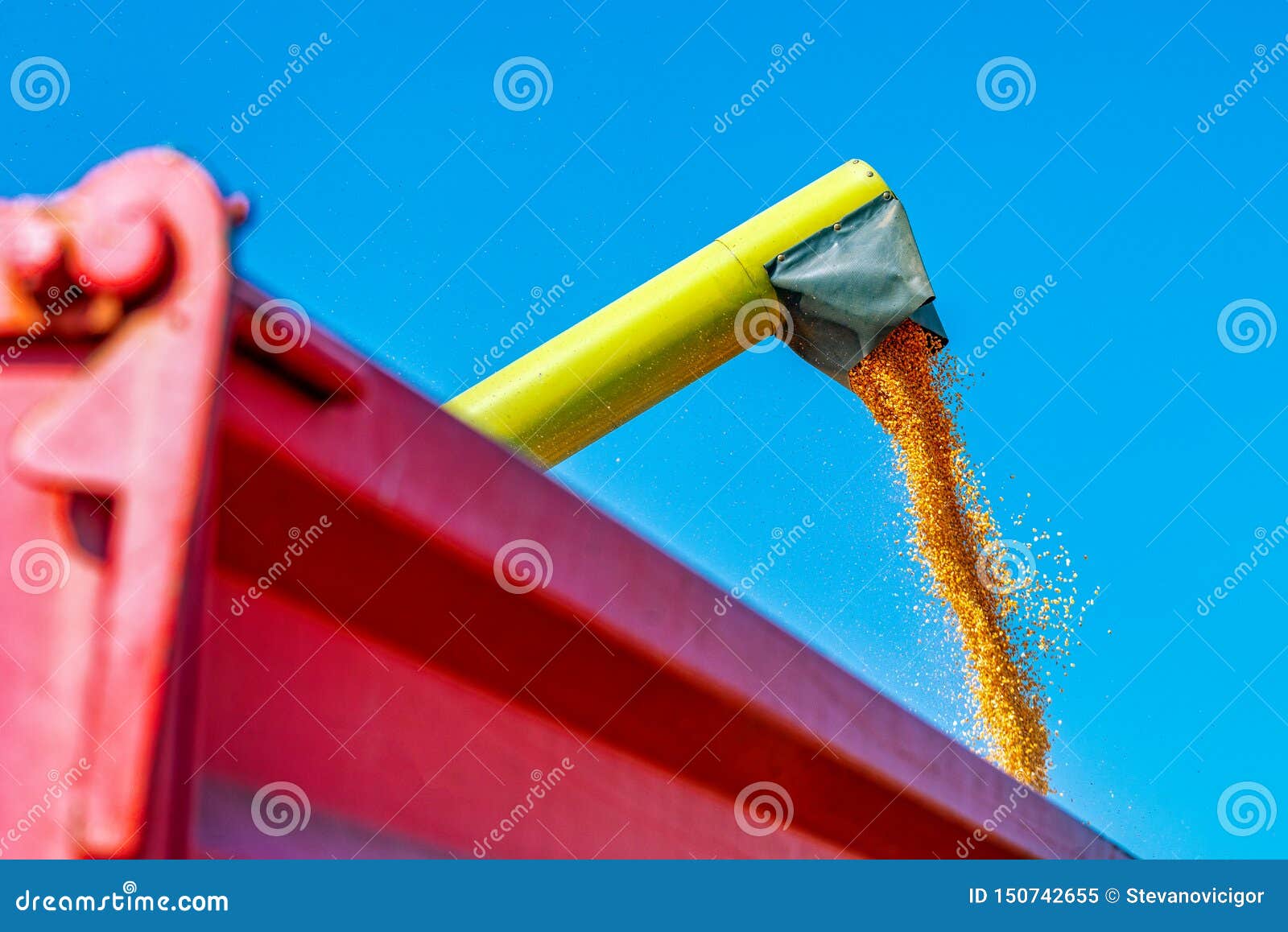 Pouring Corn Kernels into Cart after Harvest Stock Image - Image of ...