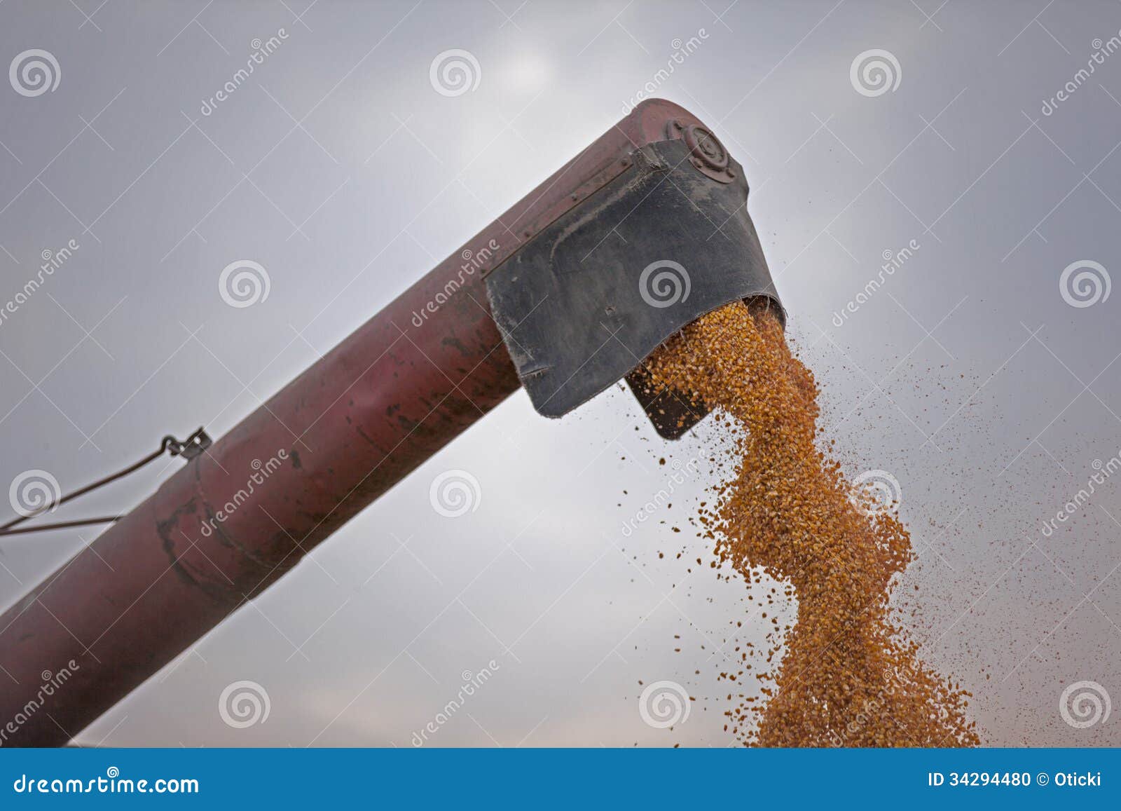 Pouring corn maize seeds stock photo. Image of seed, pouring - 34294480