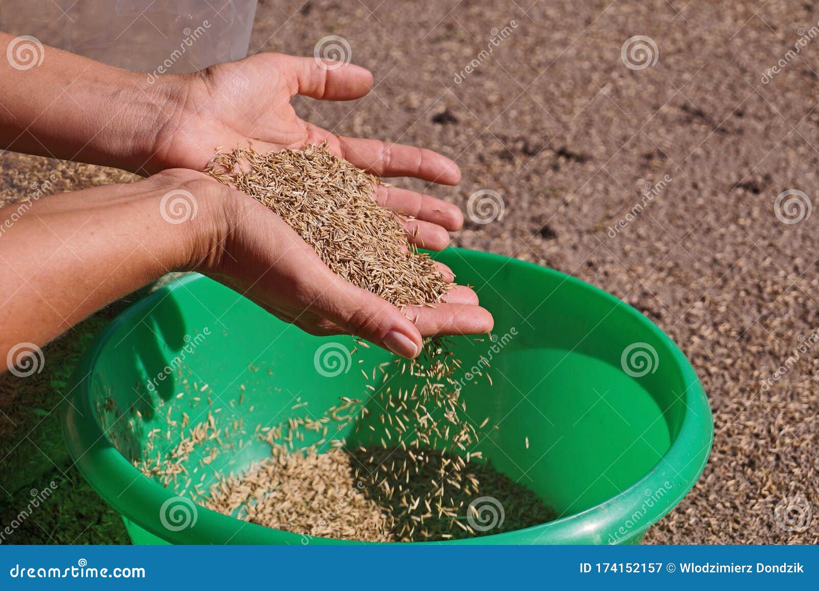 Pouring Grass Seeds from the Packaging into the Bowl. Lawn Installation ...