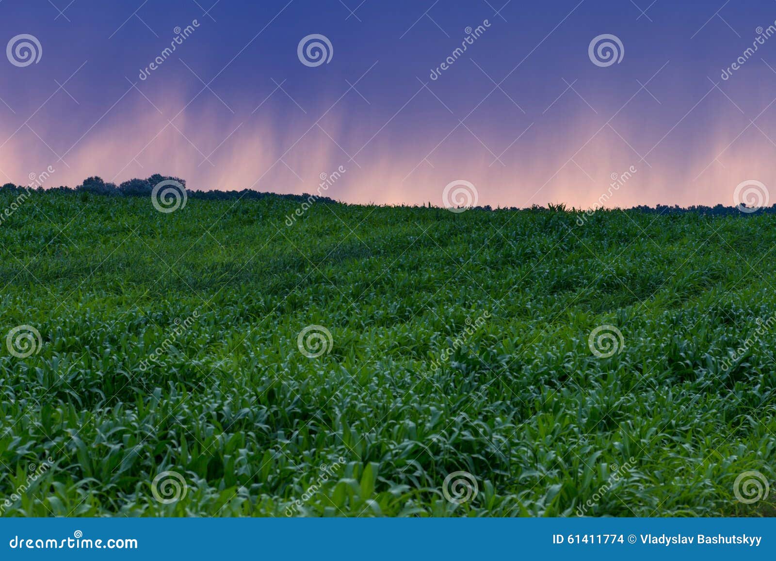 Pouring Rain and Dark Clouds Over the Field in Stock Photo - Image of ...