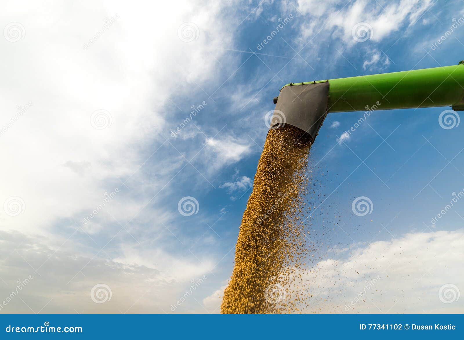 Pouring soy bean stock photo. Image of ripe, seed, harvesting - 77341102