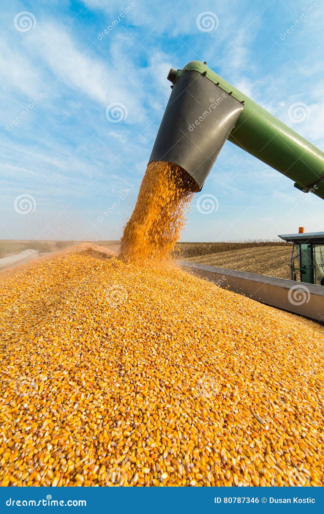 Pouring soy bean stock photo. Image of scene, agricultural - 80787346