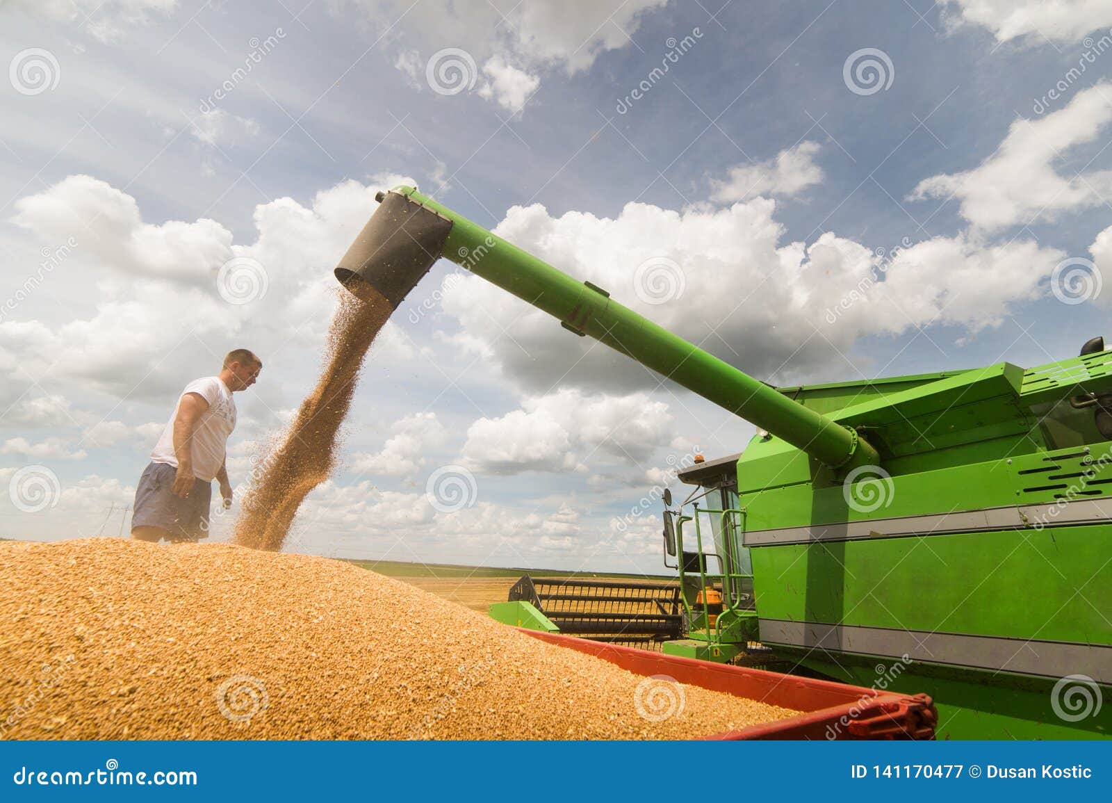 Pouring Wheat Grain into Tractor Trailer after Harvest Stock Image ...