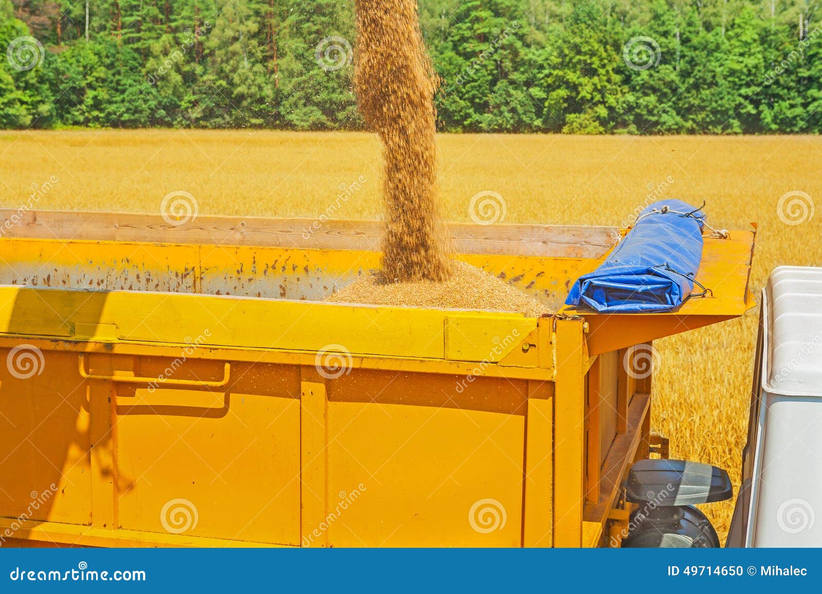 Pouring Wheat Grains in Harvesting Stock Photo - Image of machine, farm ...