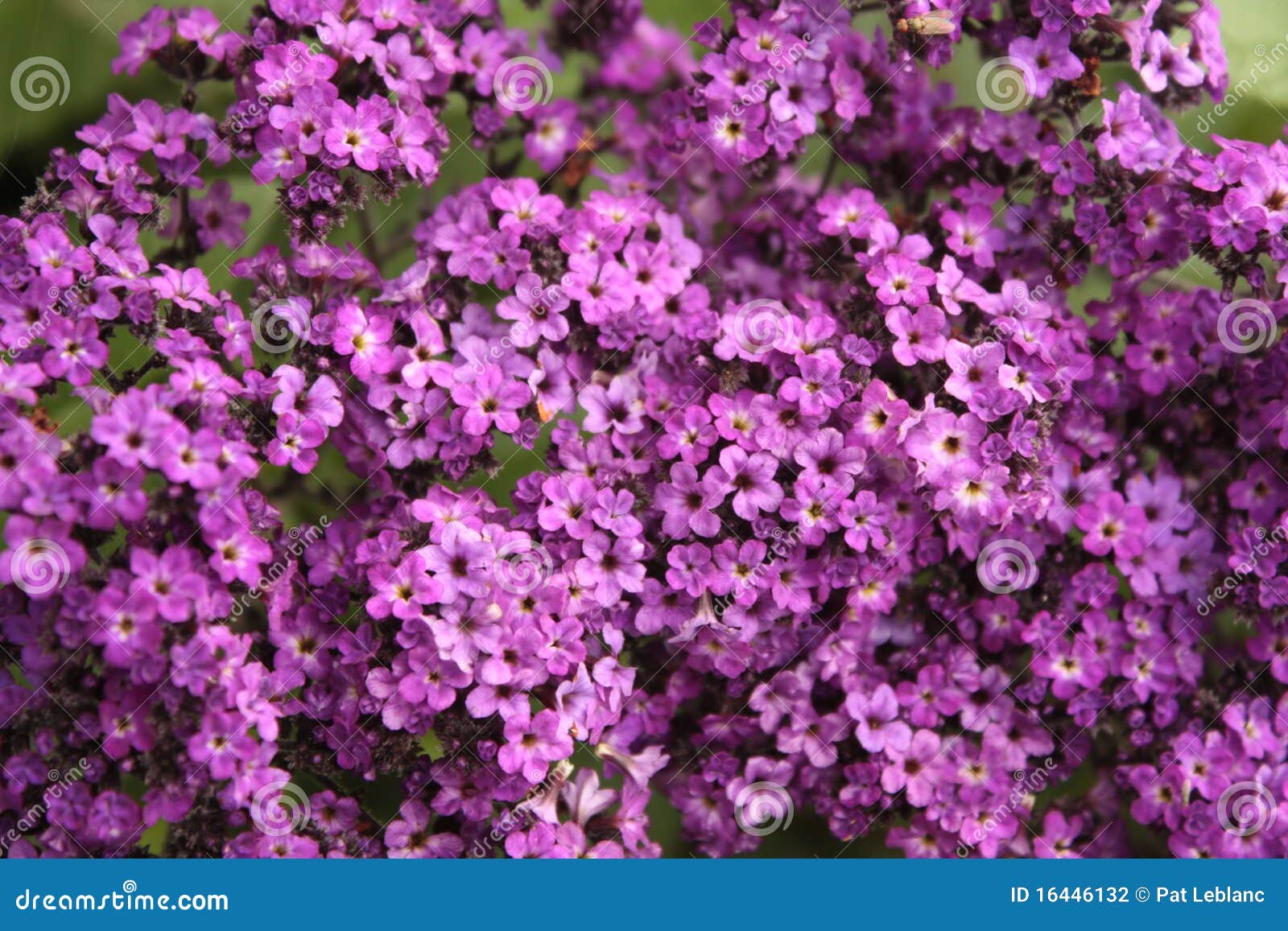 Pourpre photo stock. Image du sensible, délicatesse, fleurs - 16446132