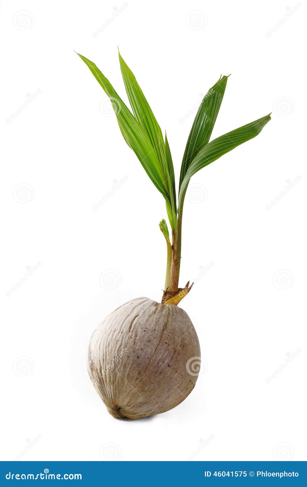 Pousse D'arbre De Noix De Coco Image stock - Image of nature, vert ...