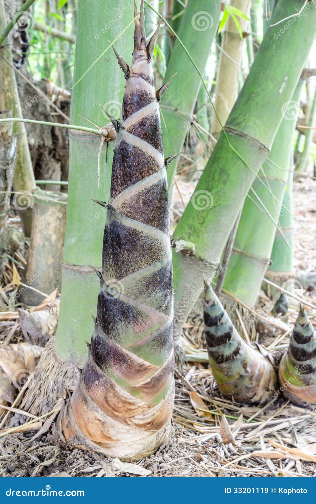Pousse de bambou image stock. Image du nature, jardin - 33201119