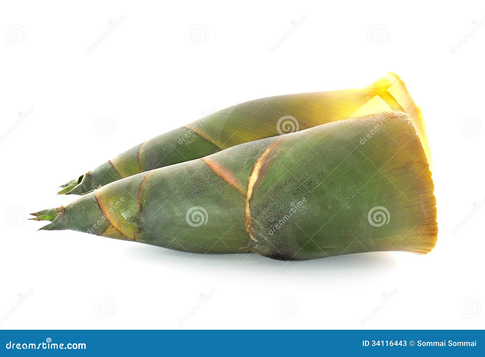 Pousse De Bambou Sur Le Fond Blanc Image stock - Image of pousse, fond ...