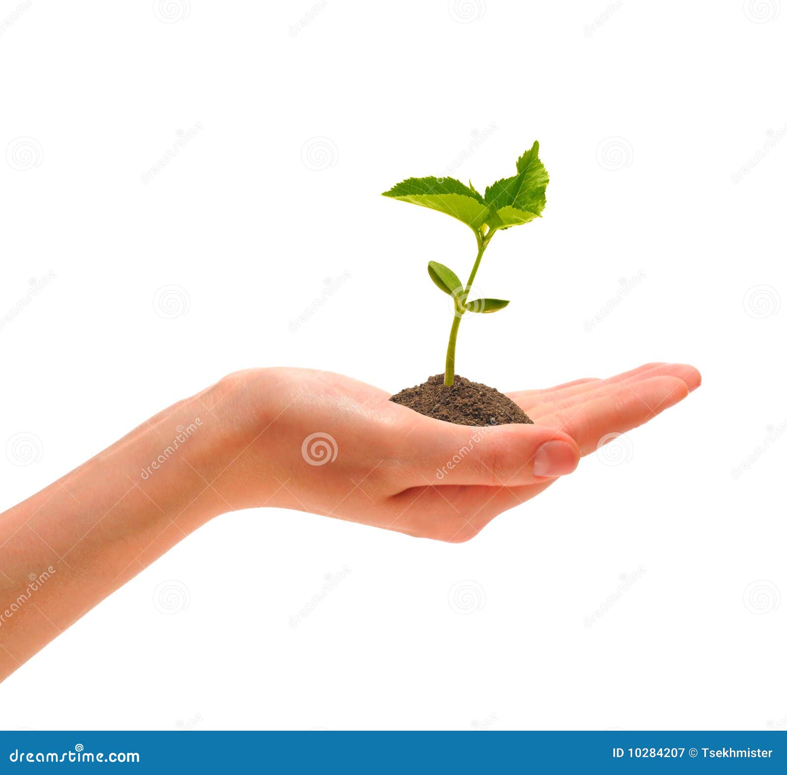 Pousse de main image stock. Image du modifié, neuf, vert - 10284207