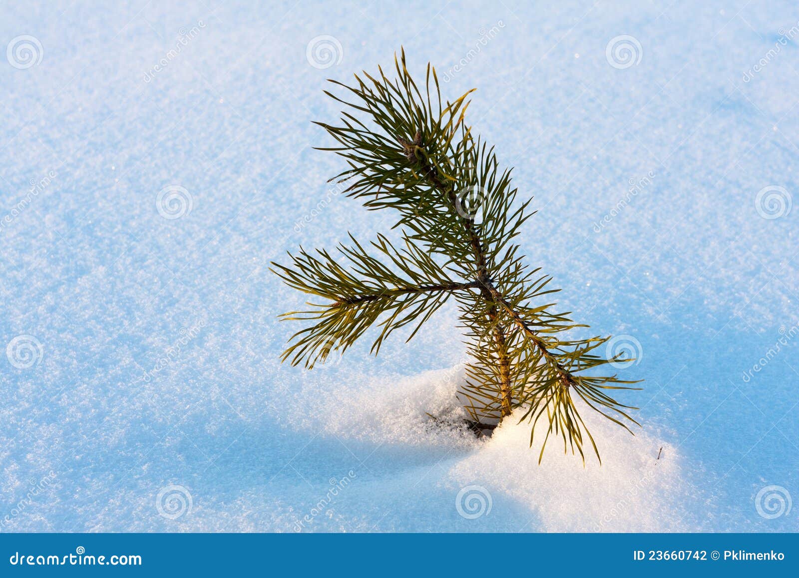 Pousse de pin photo stock. Image du blanc, nature, neige - 23660742