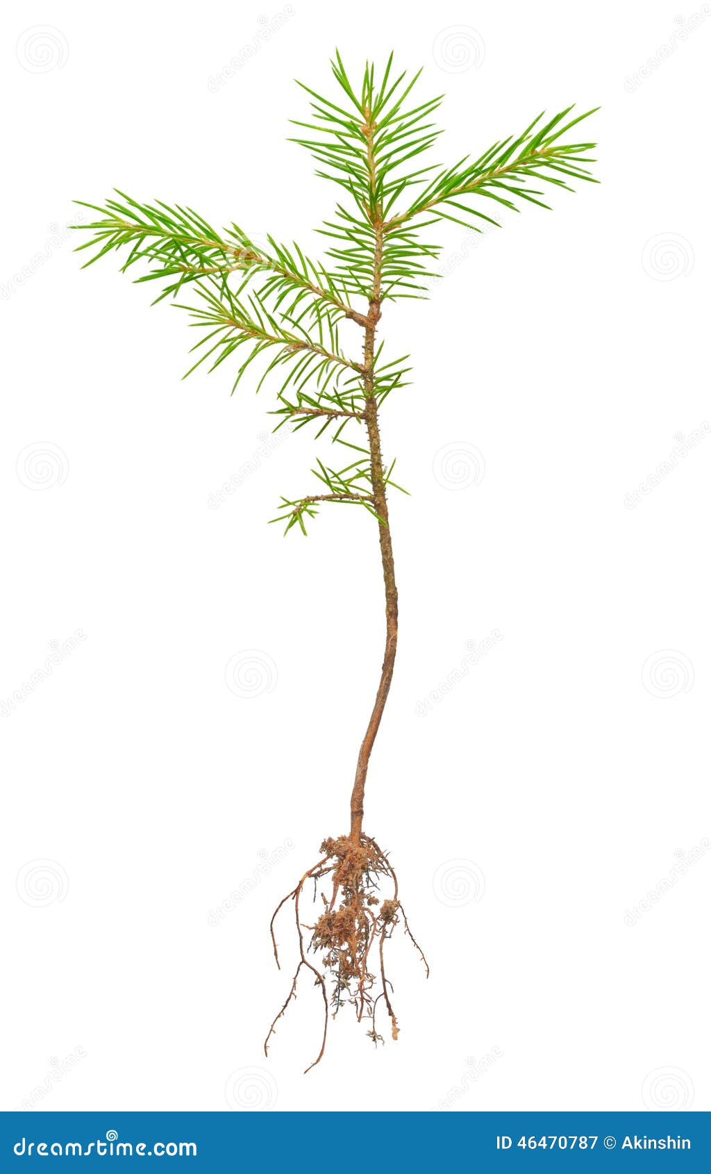 Pousse De Pin Avec La Racine Image stock - Image du cheminée ...