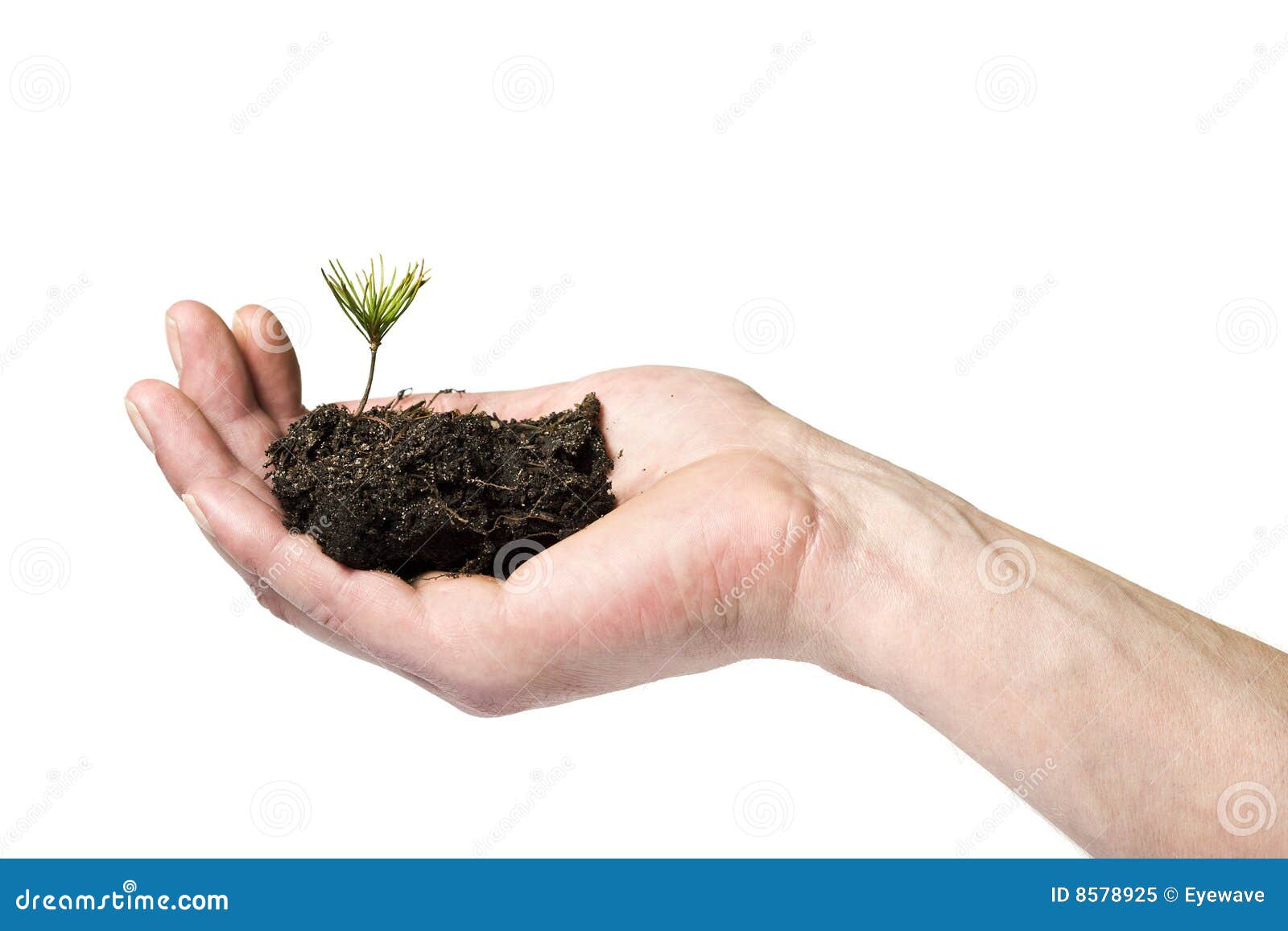 Pousse De Pin De Main Petite Image stock - Image du partie, soin: 8578925