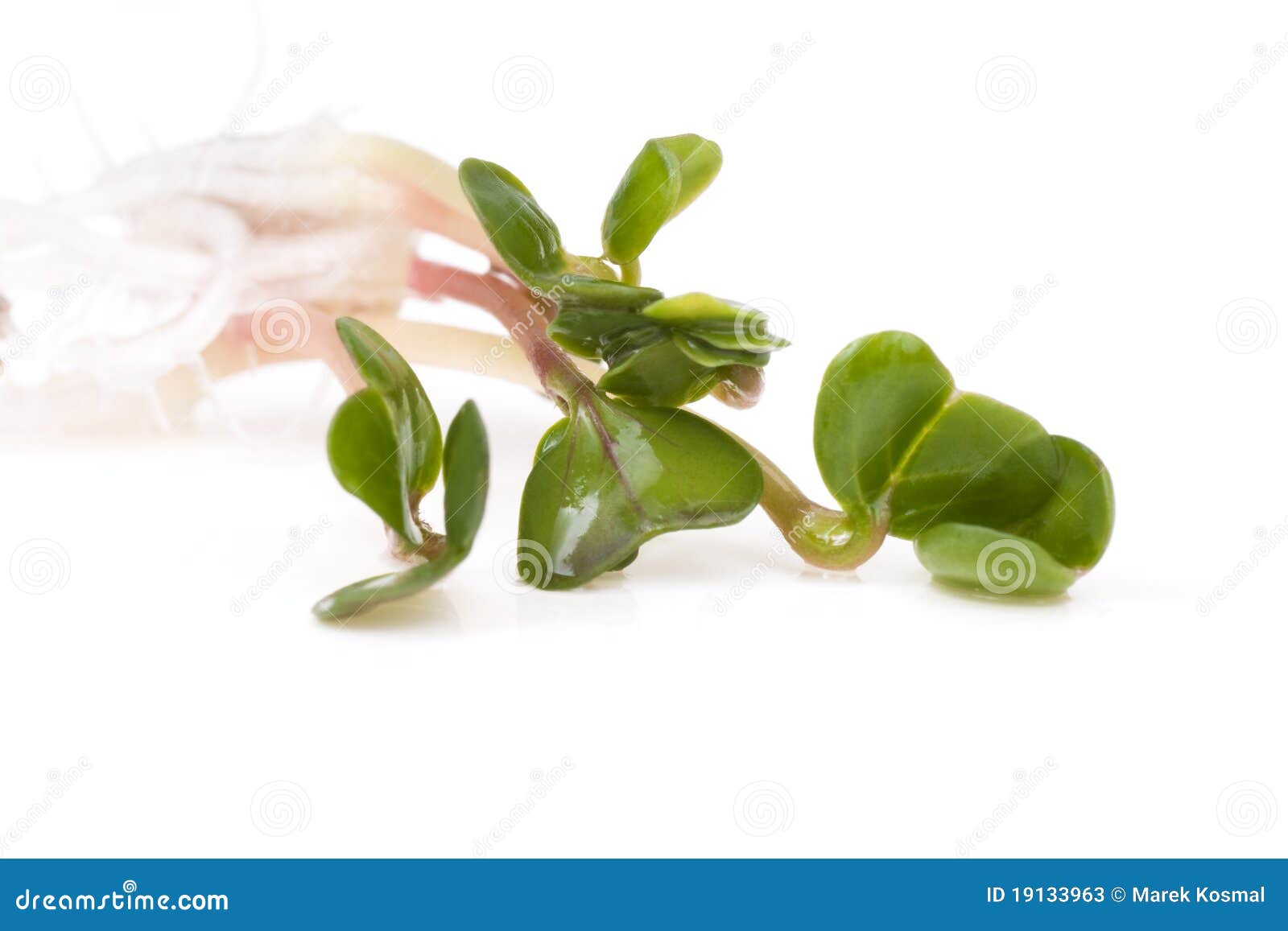 Pousse de radis image stock. Image du salade, normal - 19133963