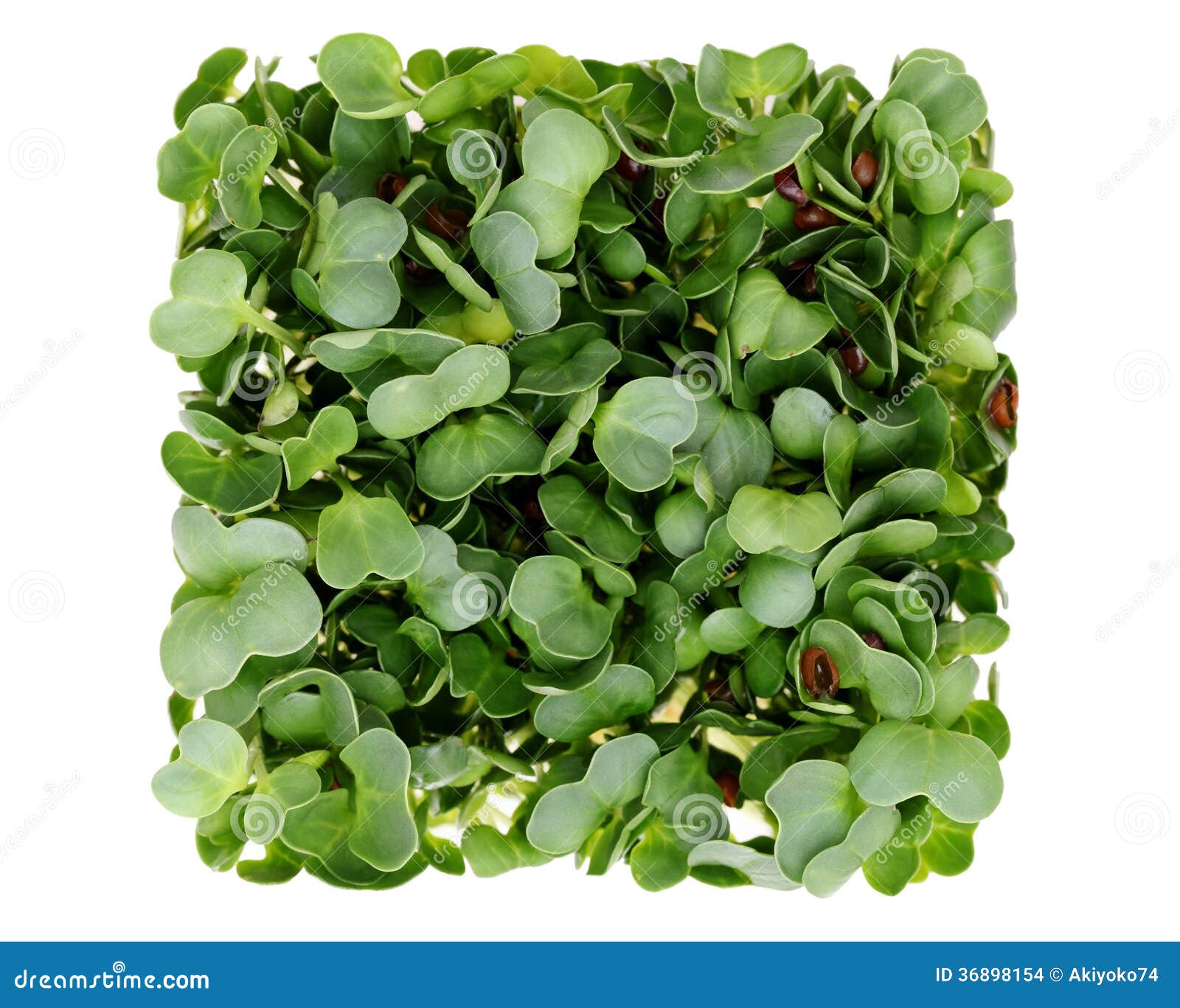 Pousse de radis photo stock. Image du personne, saveur - 36898154