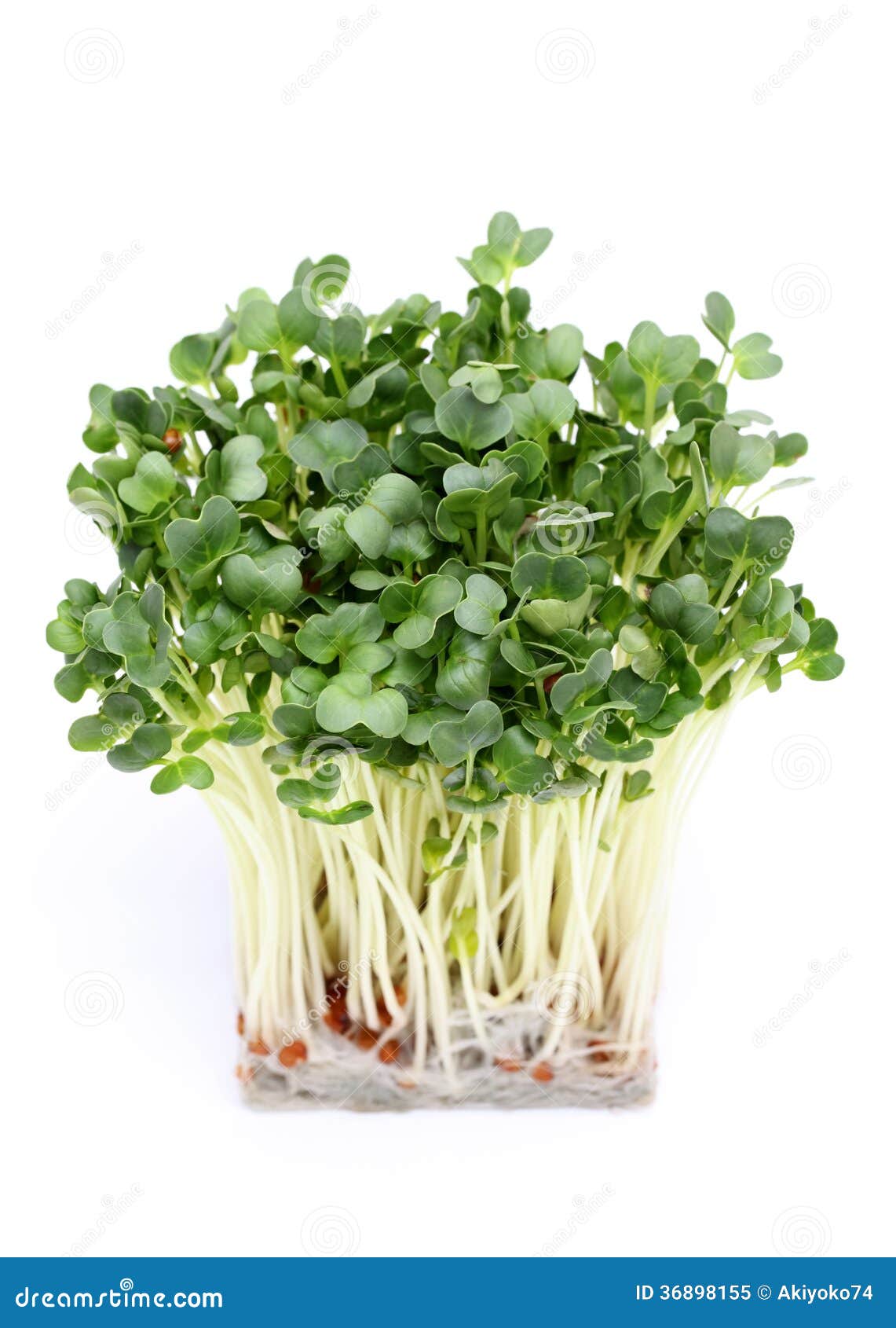 Pousse de radis image stock. Image du saveur, graine - 36898155