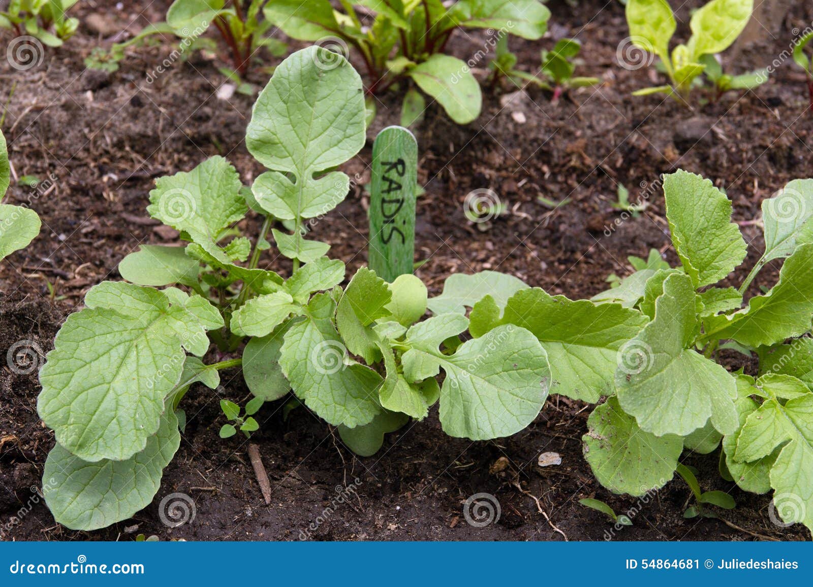 Pousse De Radis Dans Le Potager Image stock - Image du jardin ...