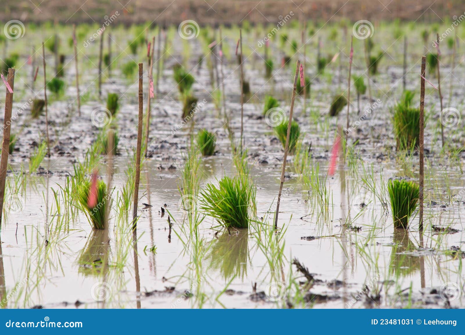 Pousse De Riz Dans Le Domaine Image stock - Image du collecte, sain ...