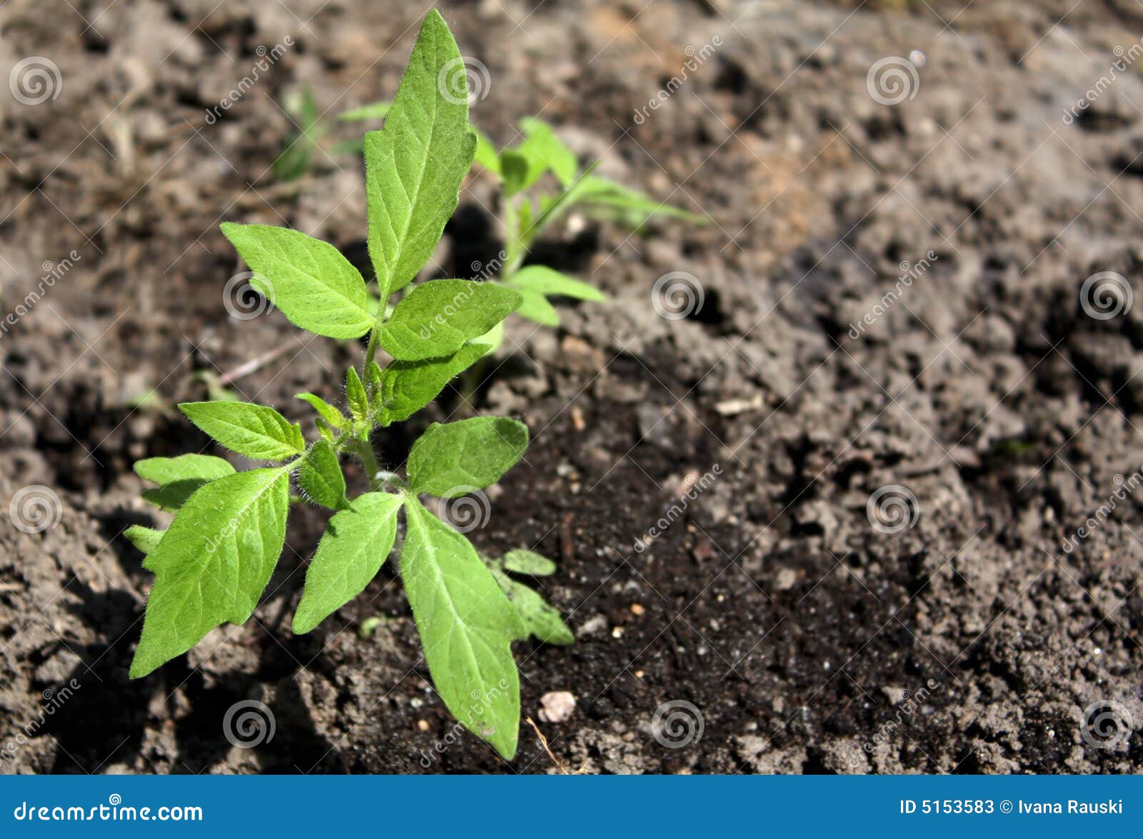 Pousse de tomate image stock. Image du jardin, centrales - 5153583