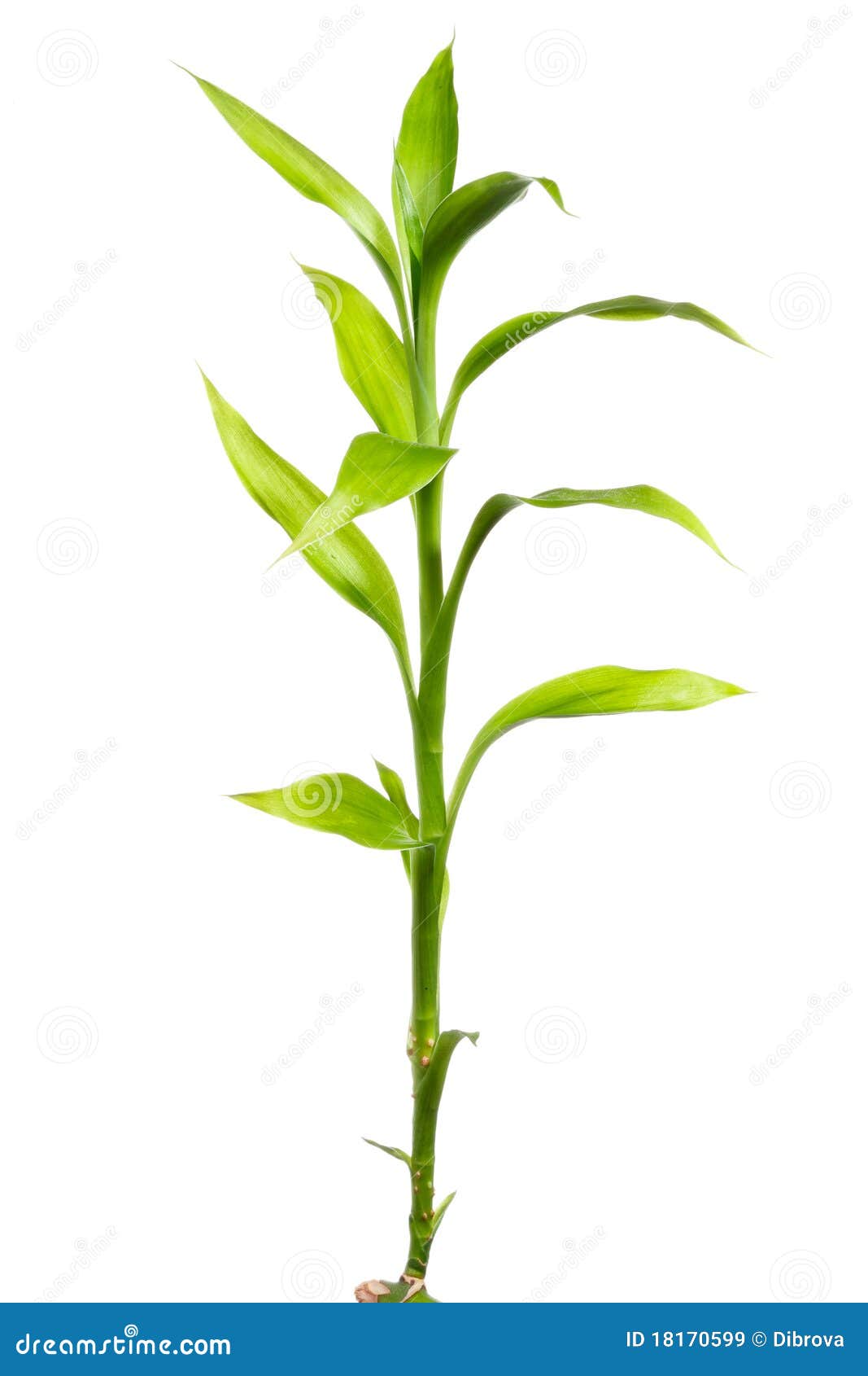 Pousse en bambou image stock. Image du normal, semis - 18170599