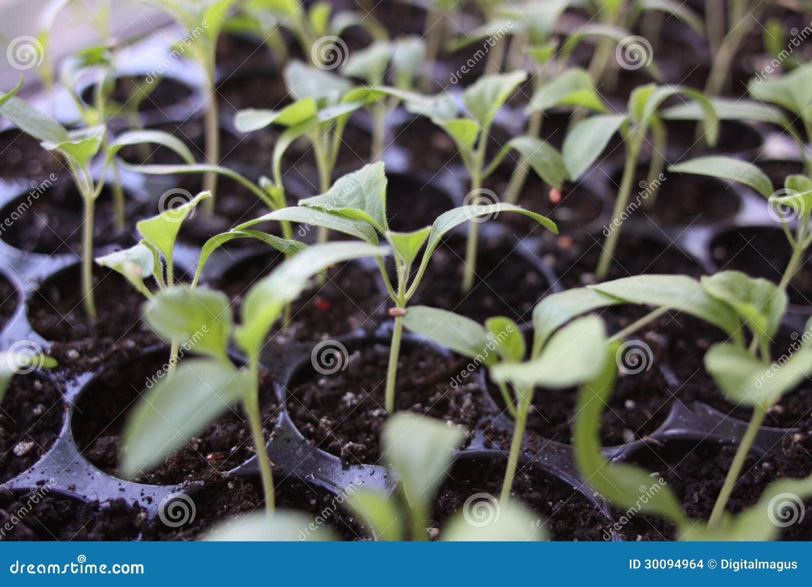 Pousses de tomate photo stock. Image du cultivé, feuillage - 30094964