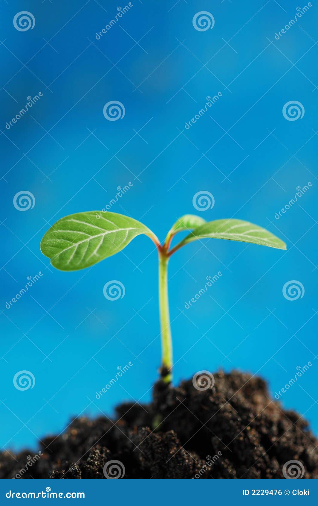 Pousse verte photo stock. Image du augmenter, coloré, ciel - 2229476