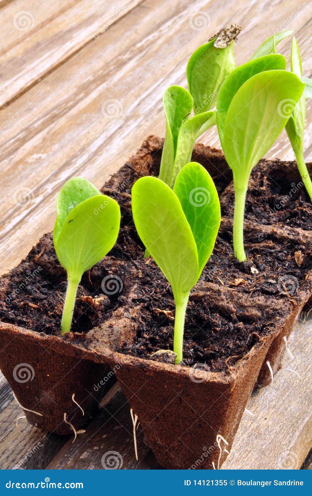 Pousses de courgette image stock. Image du fonds, vert - 14121355