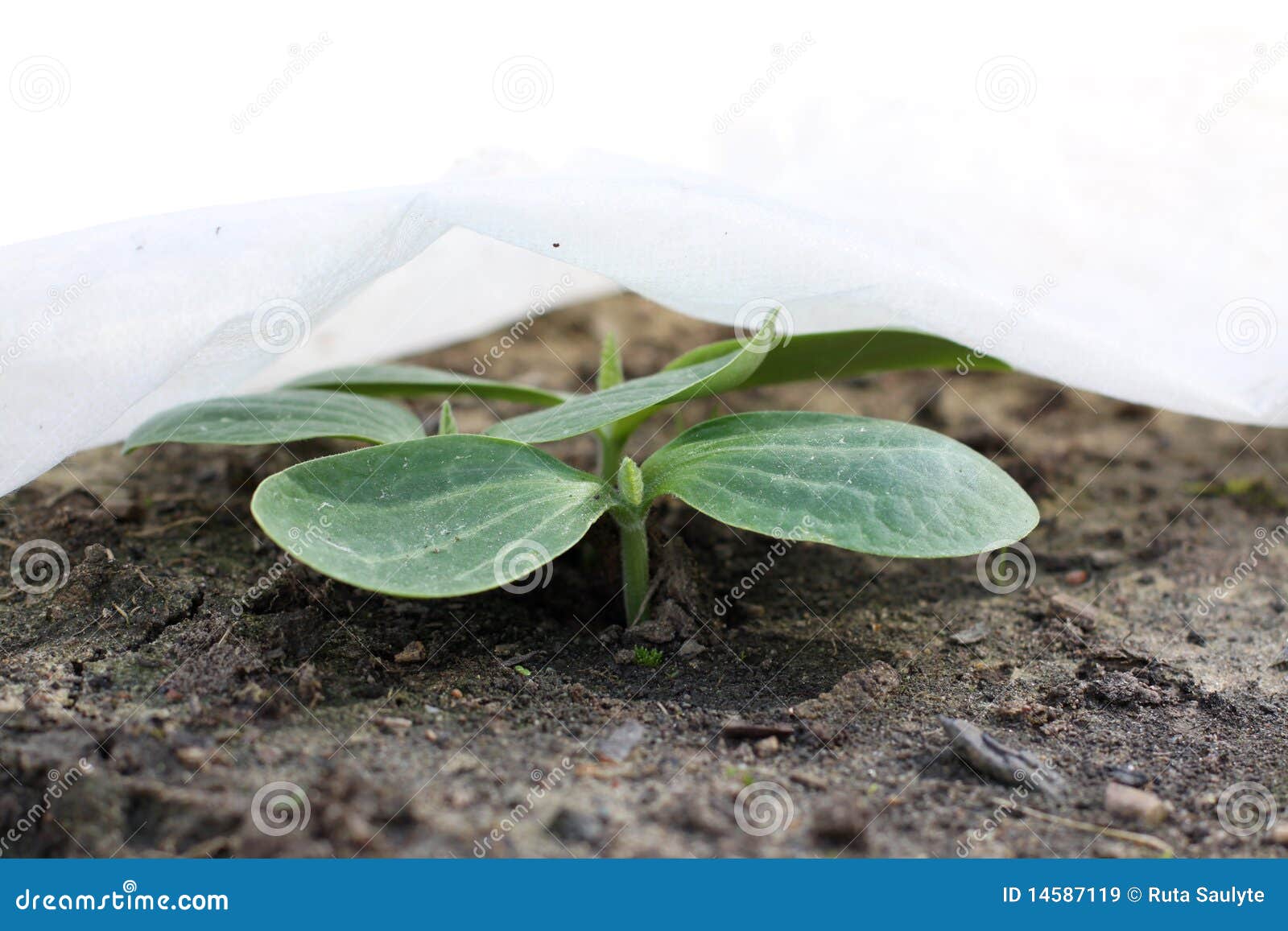Pousses de courgette image stock. Image du inscription - 14587119