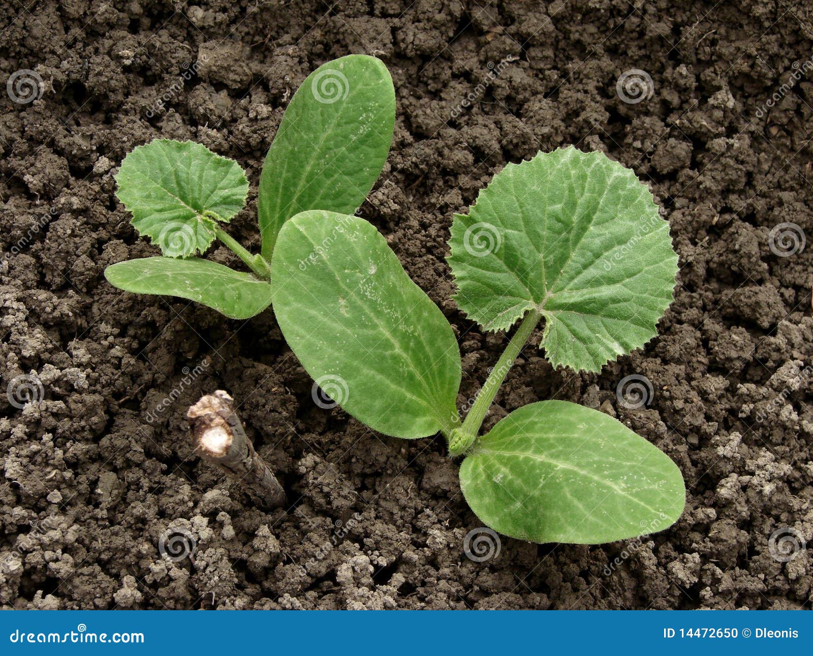 Pousses De Moelle /courgette Photo stock - Image du saleté, nature ...