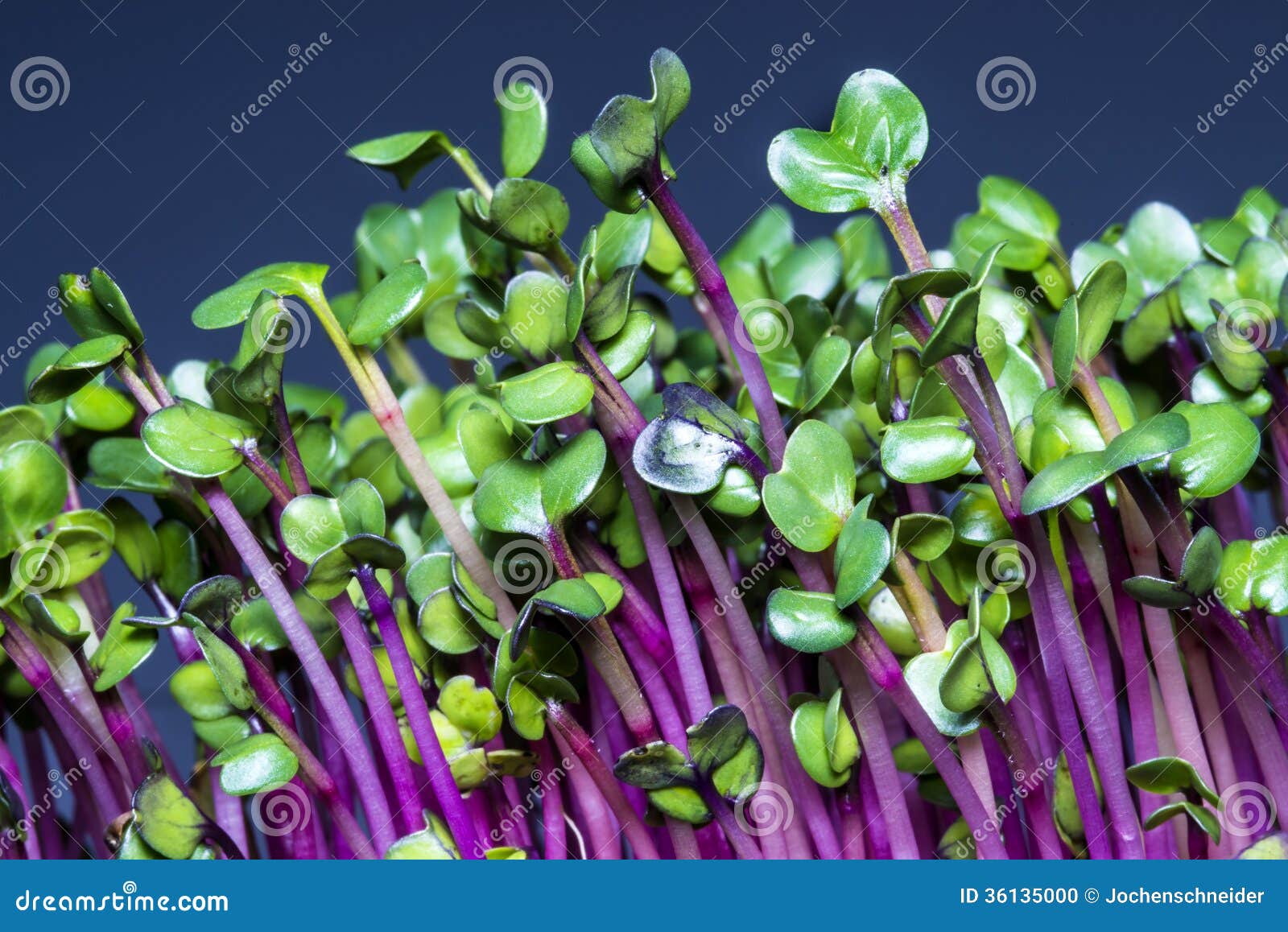 Pousses de radis photo stock. Image du centrales, japonais - 36135000