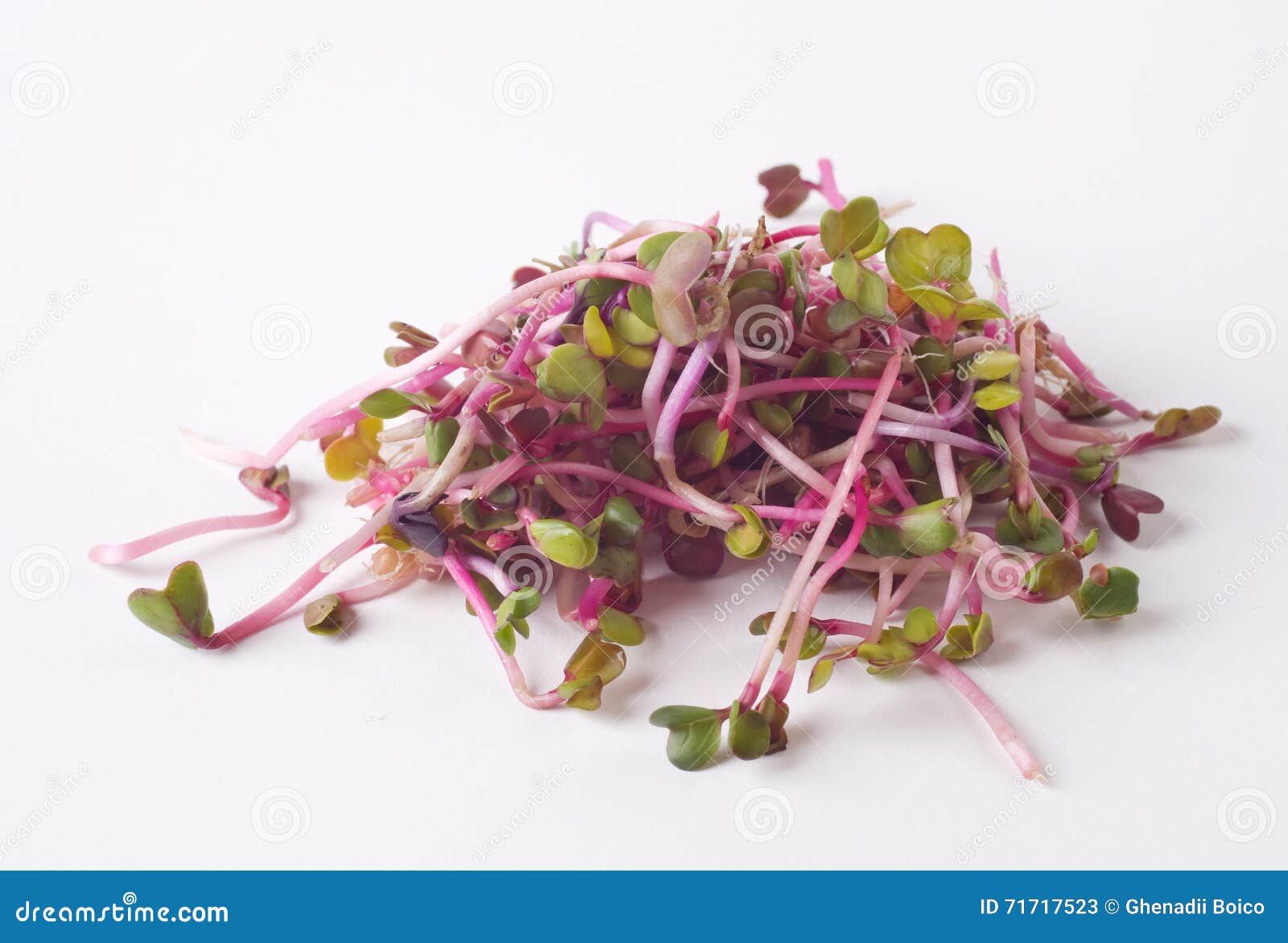 Pousses de radis image stock. Image du semis, santé, épicé - 71717523