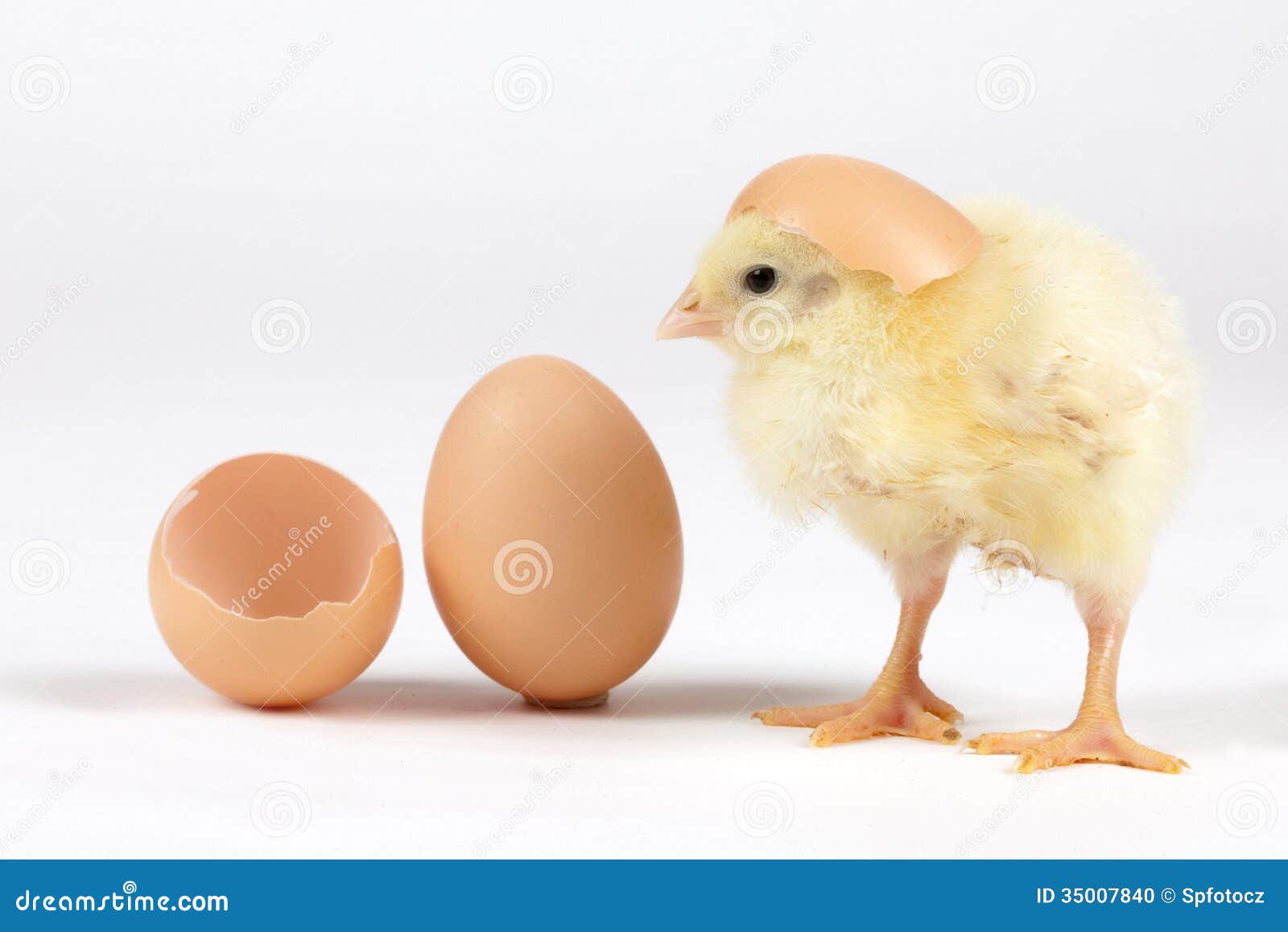 Poussin Avec L'oeuf Photo stock - Image: 35007840