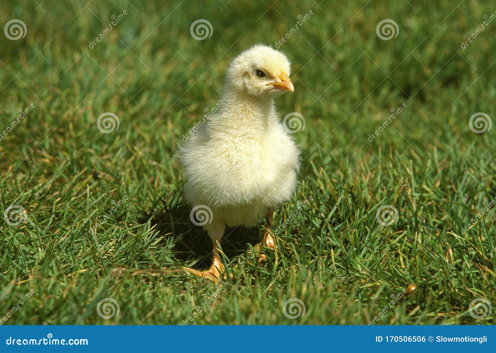 POUSSIN stock photo. Image of bird, poultry, domestic - 170506506