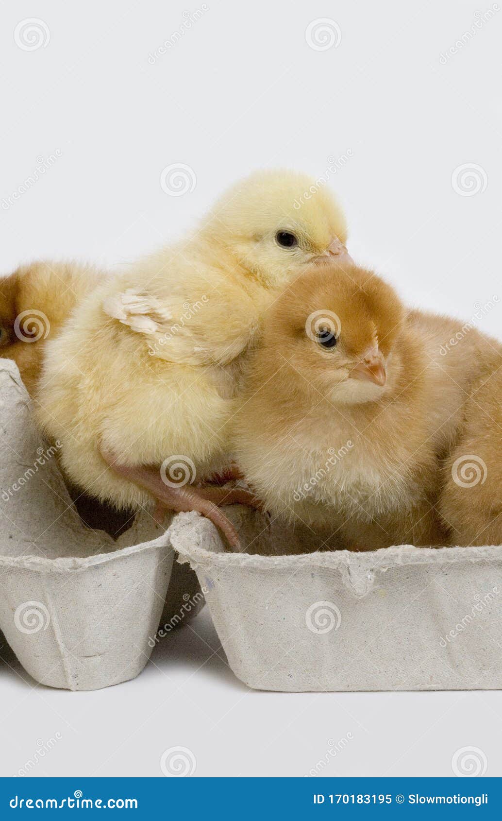 POUSSIN stock image. Image of animal, inside, chick - 170183195