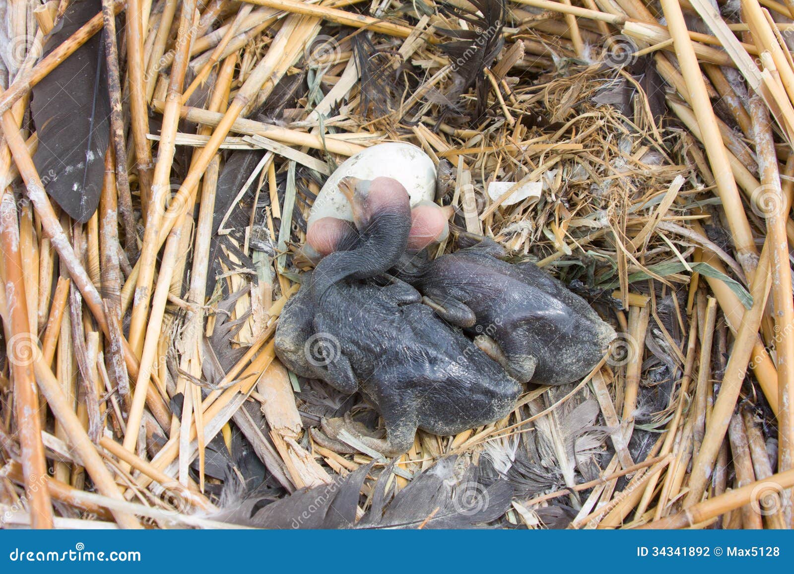 Poussin d'un cormoran photo stock. Image du pélican, océan - 34341892