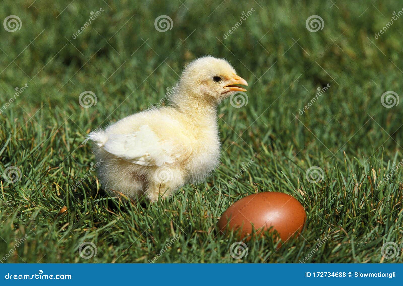 POUSSIN stock photo. Image of bird, chick, outdoors - 172734688