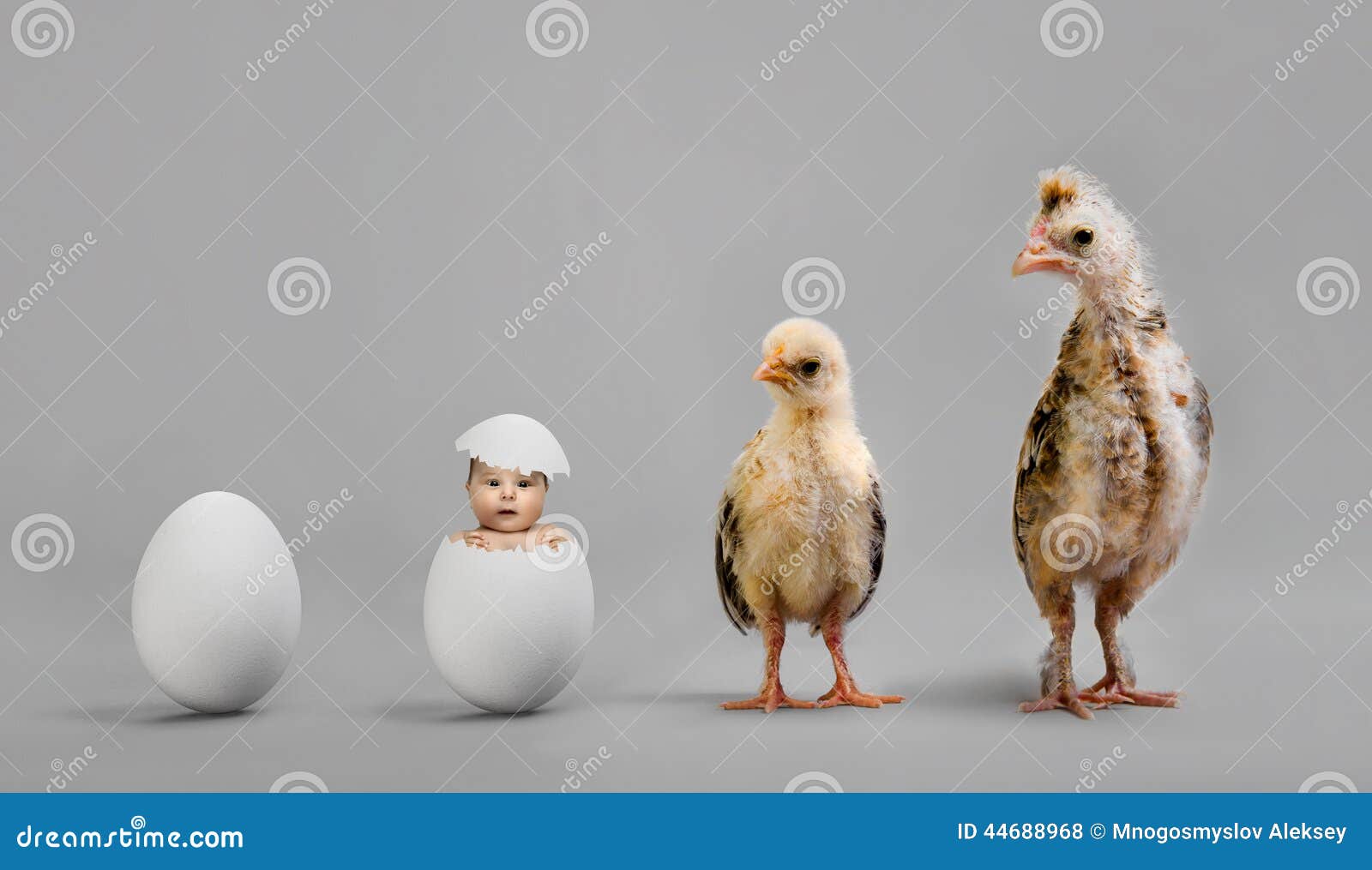 Poussin et oeuf photo stock. Image du gris, eggshell - 44688968