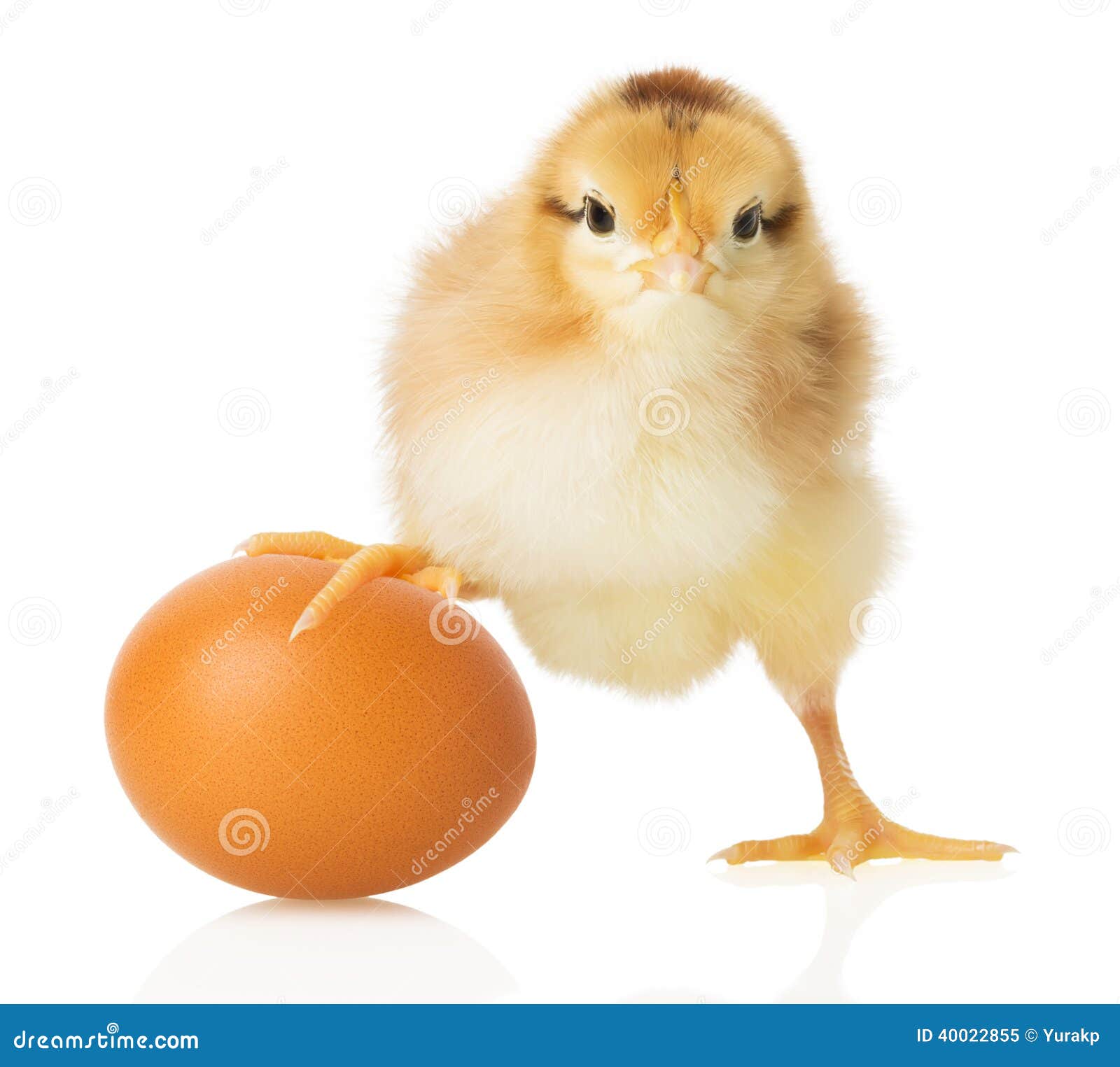 Poussin Et Oeuf Sur Le Fond Blanc Image stock - Image du simple, jeune ...