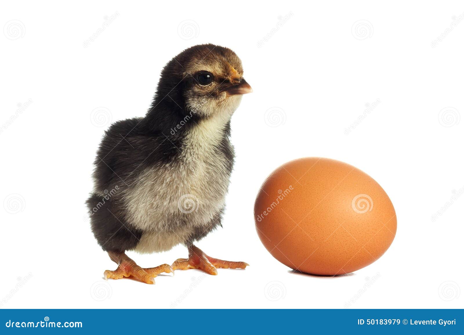 Poussin noir avec l'oeuf image stock. Image du animal - 50183979