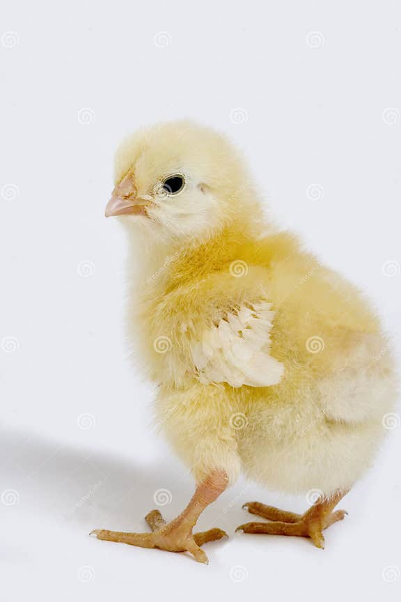 POUSSIN stock photo. Image of farm, animal, chick, agriculture - 170183276
