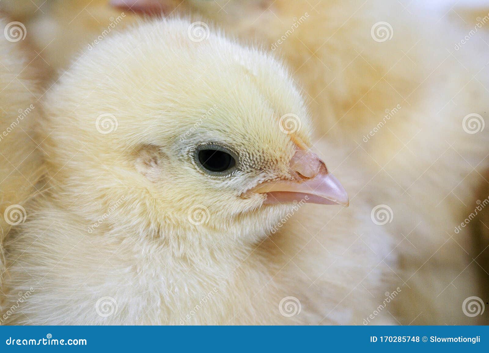 POUSSIN stock photo. Image of gallinaceous, baby, bird - 170285748