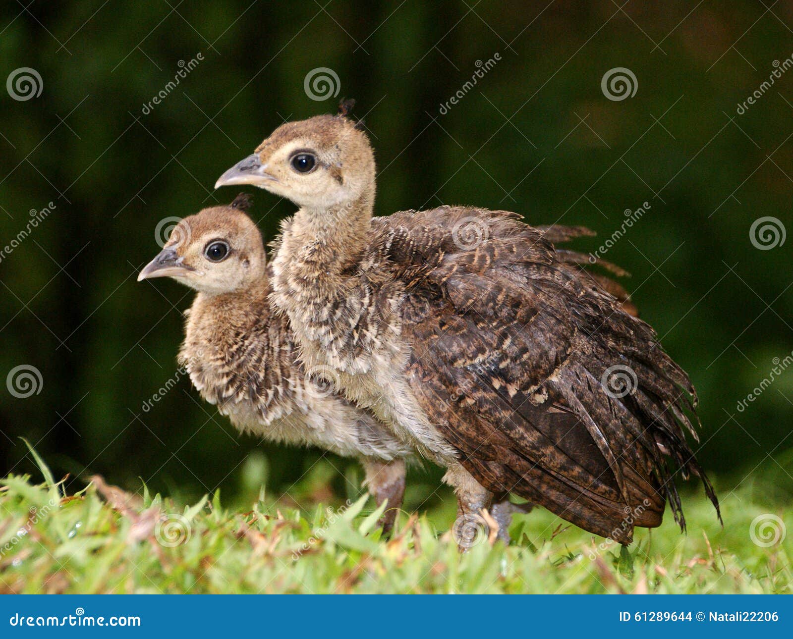 Poussins de paon photo stock. Image du nanas, oiseau - 61289644