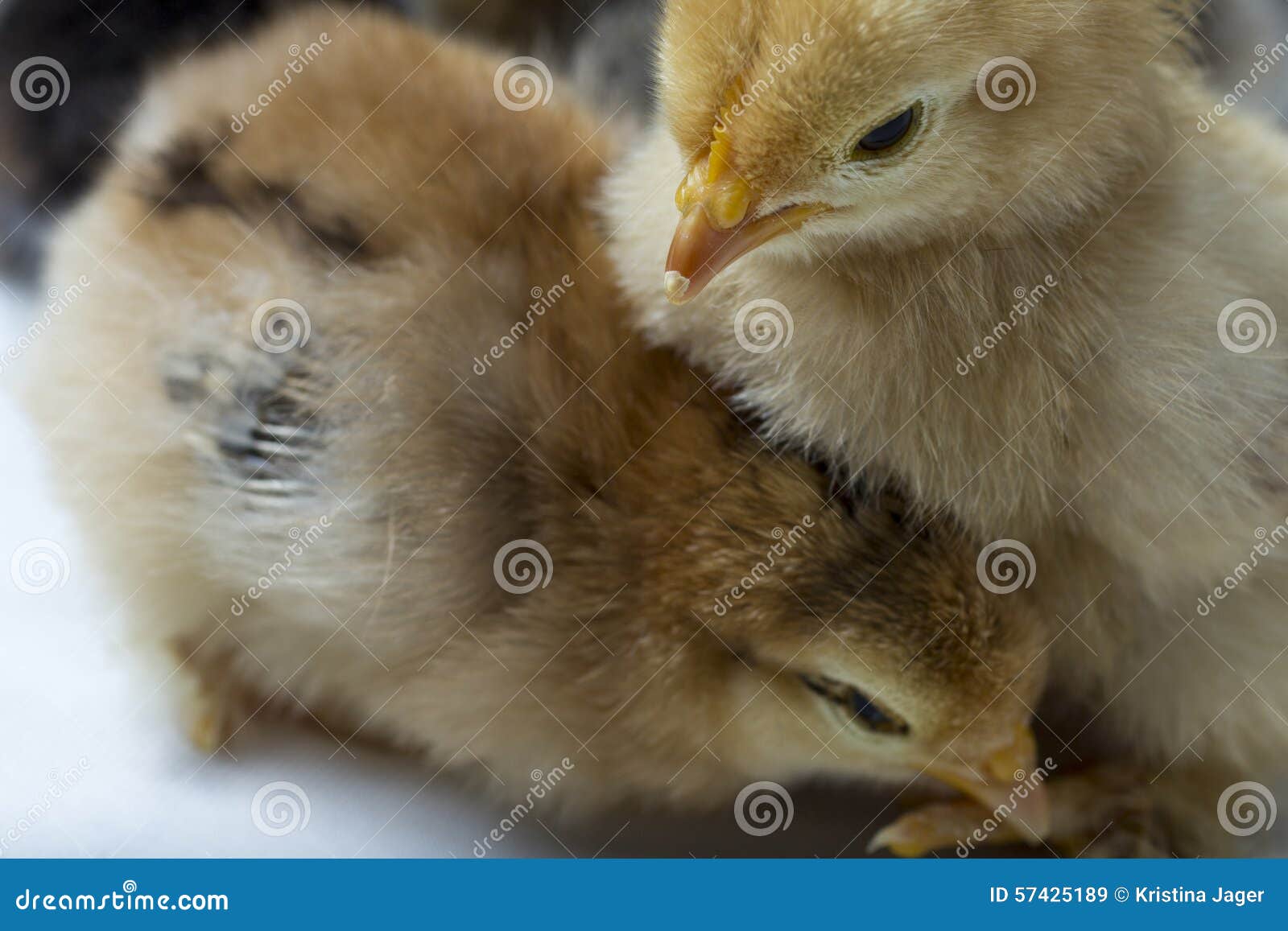 166 Poussins Petits Deux Photos libres de droits et gratuites de Dreamstime