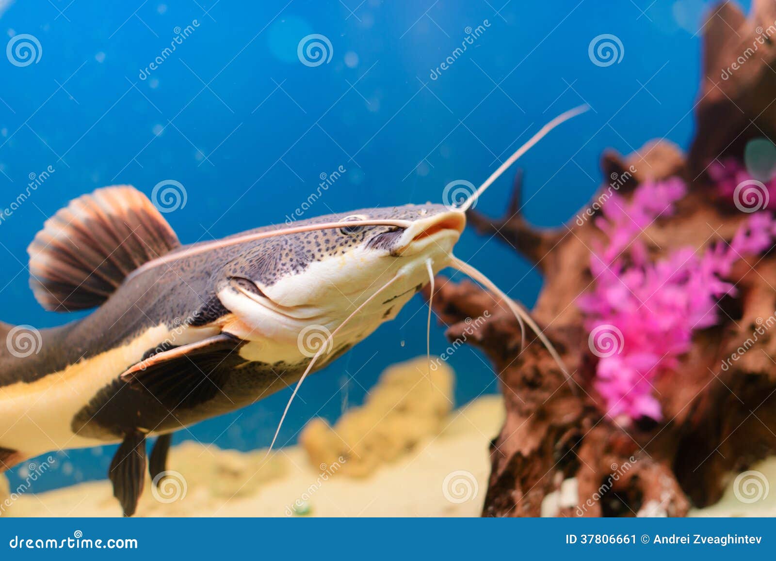 Pout Portrait stock image. Image of observe, domestic - 37806661