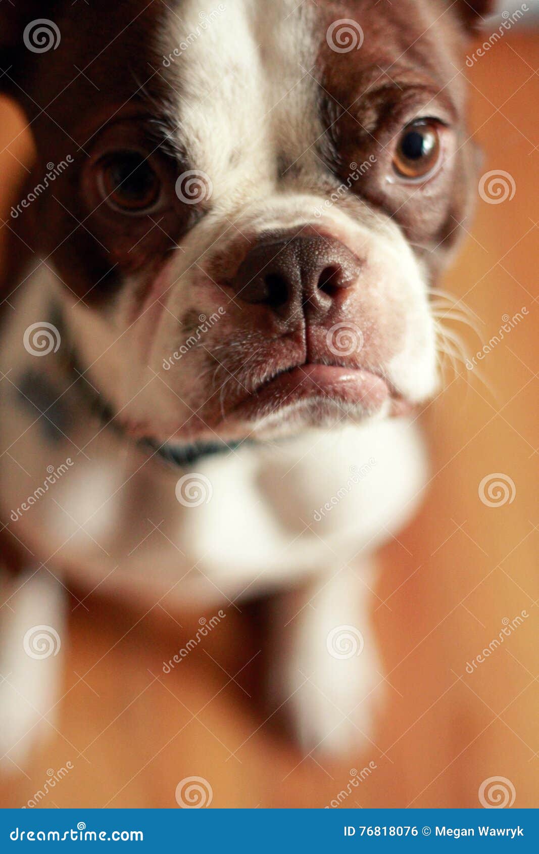The Pout stock photo. Image of doglovers, dogs, pout - 76818076